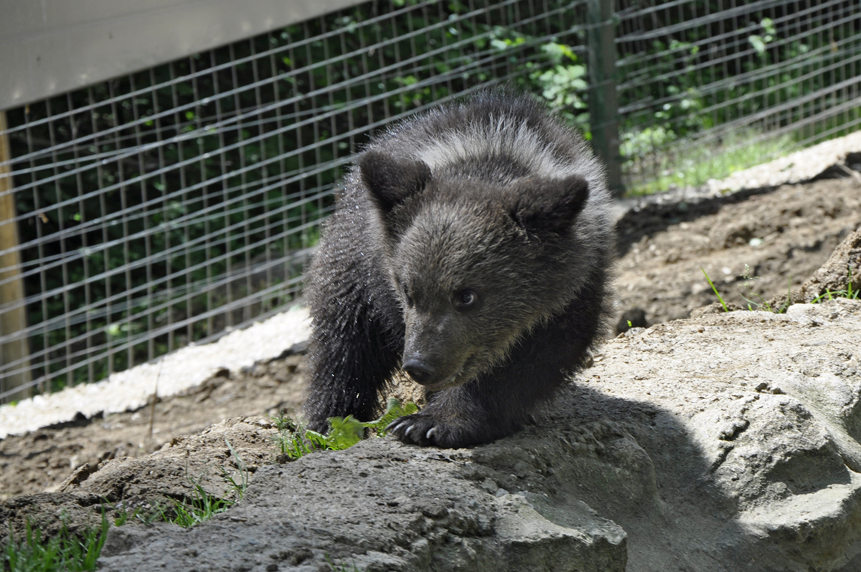 News: Bear Cub Rescued in Romania
