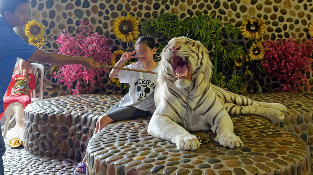 When Big Cats Attack