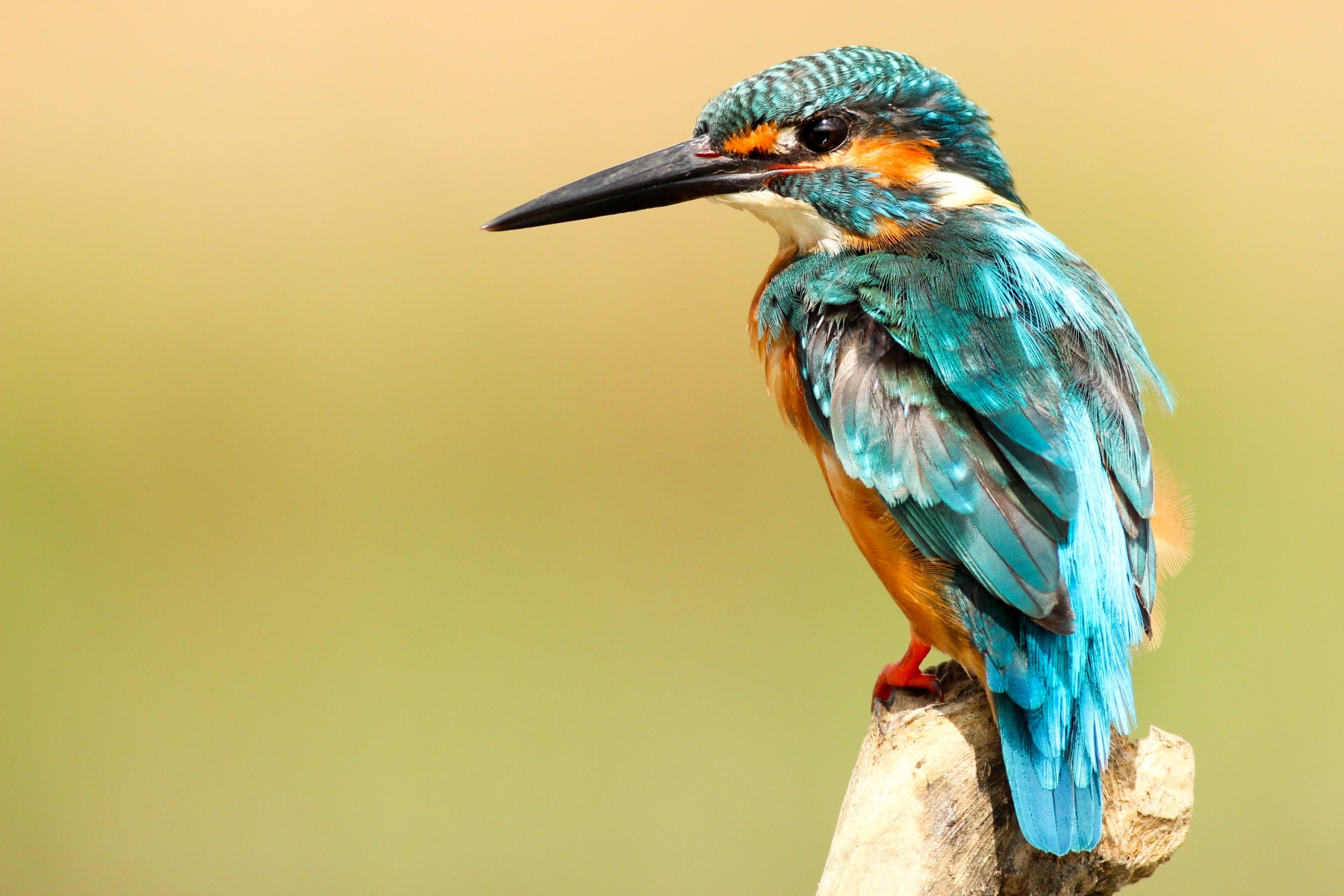 5 Animal-Inspired Inventions