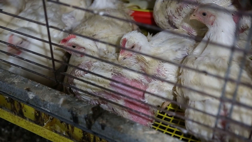 Ending the secret suffering of caged chickens