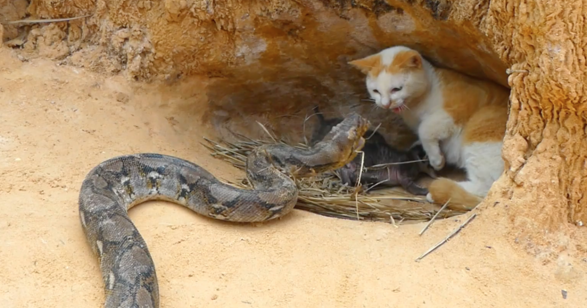 New Report Highlights Cruel Fake Animal Rescues on YouTube