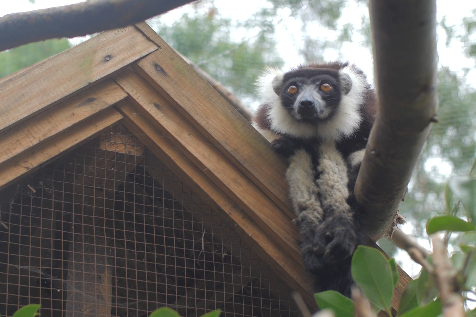 Lemur provides hope for wildlife after devastation of Cyclone Ava