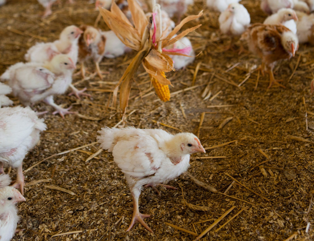 New Hope for 40 Billion Chickens Factory Farmed Every Year