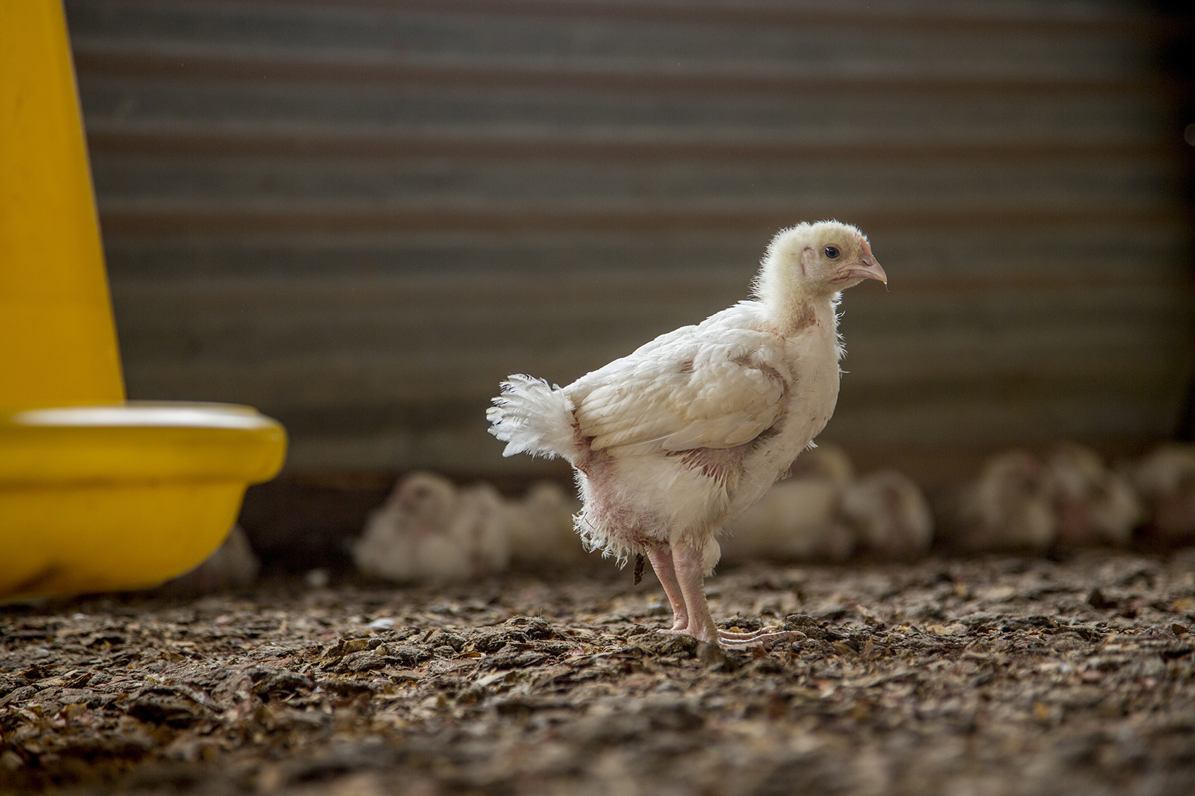 Over Half a Million People Demand KFC Does Better for Chickens
