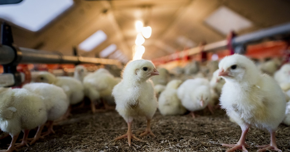 Make National Fried Chicken Day a Day of Action