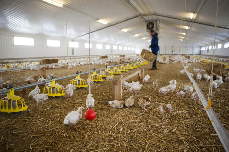 New Hope for 40 Billion Chickens Factory Farmed Every Year