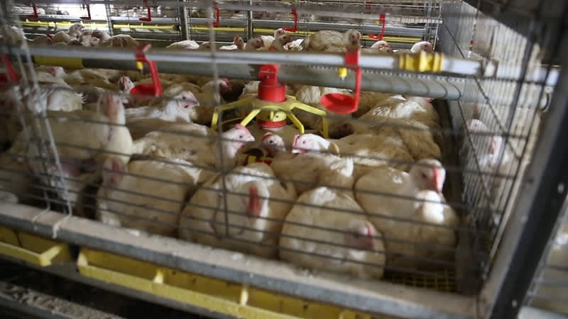 New Hope for 40 Billion Chickens Factory Farmed Every Year