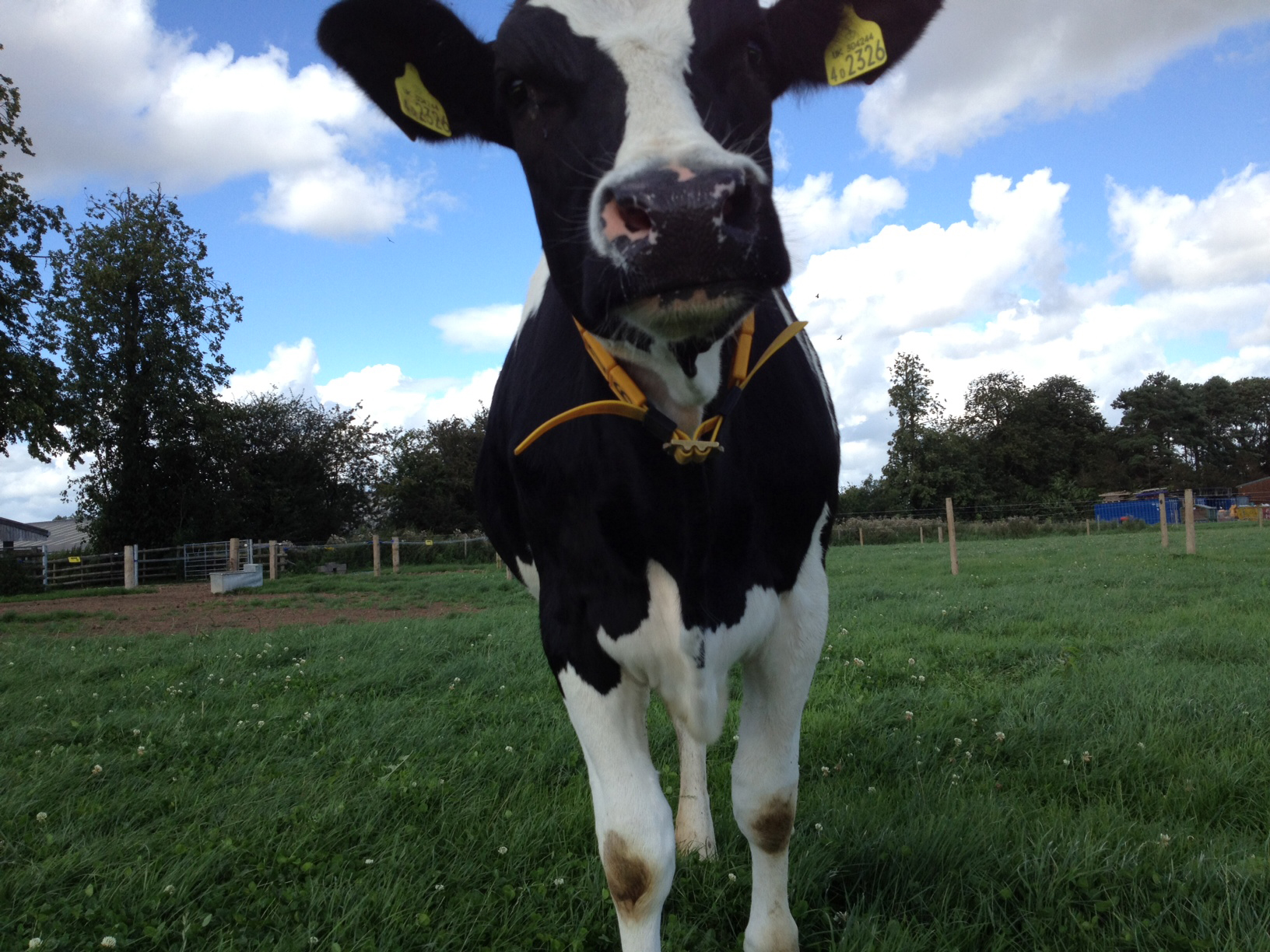 Loco-MOO-tion and Fowl-ty landings