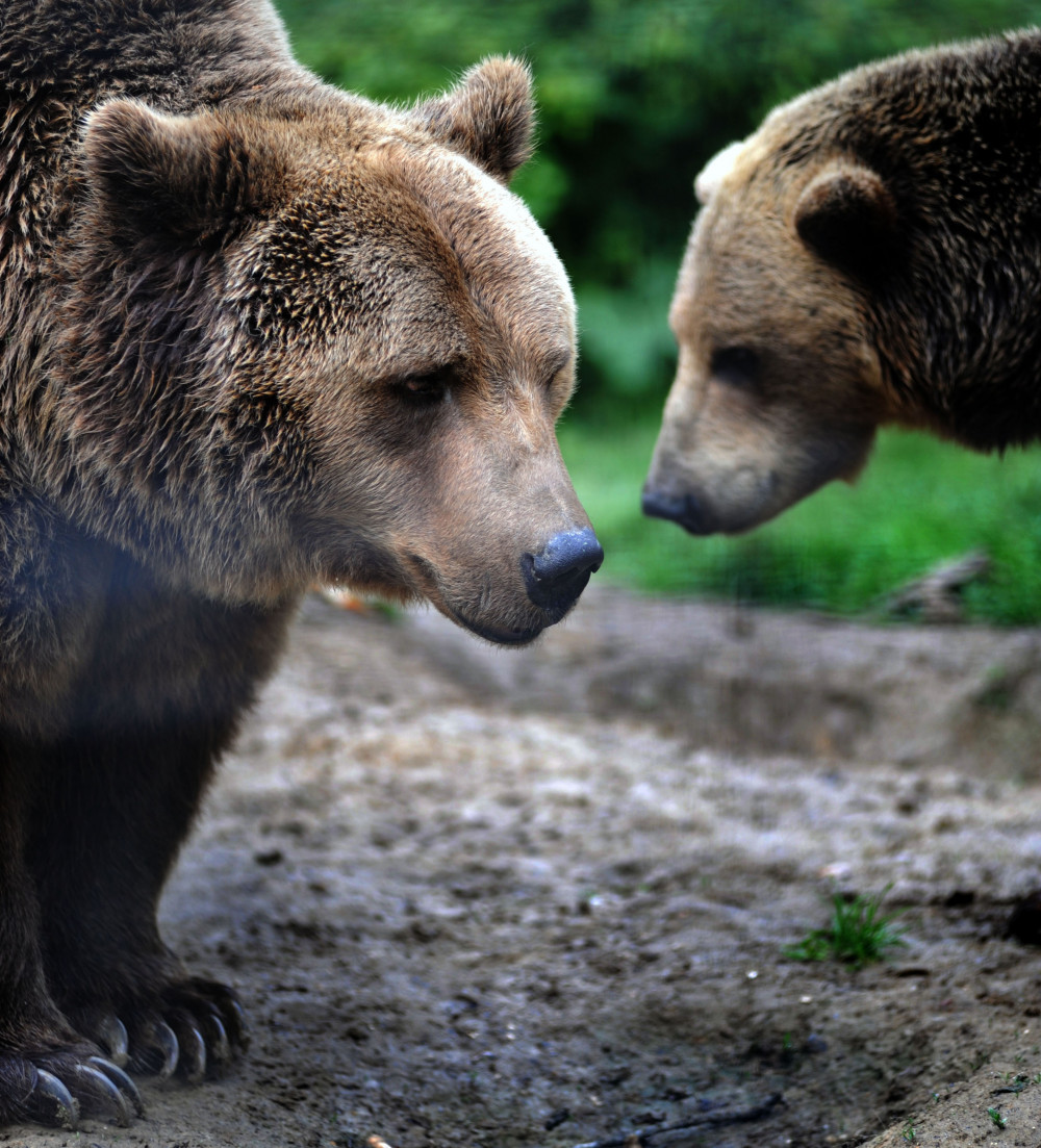 Celebrating the 10th anniversary of our Romanian bear sanctuary