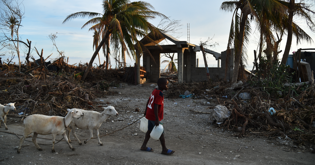 What we're doing to help animals in Haiti