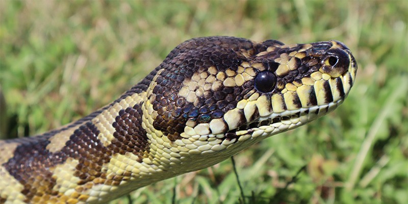 How Animals Keep Cool in The Heat