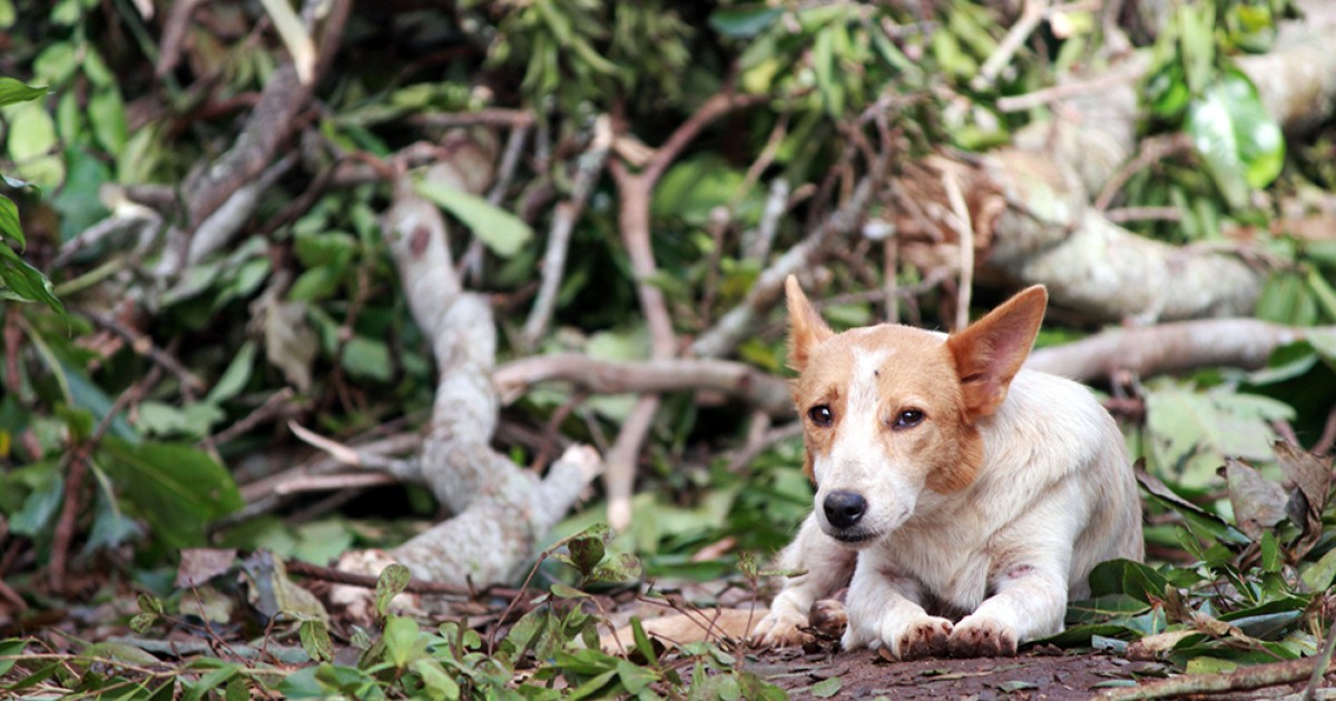 We're deploying to Vanuatu to help animals after Volcano eruptions