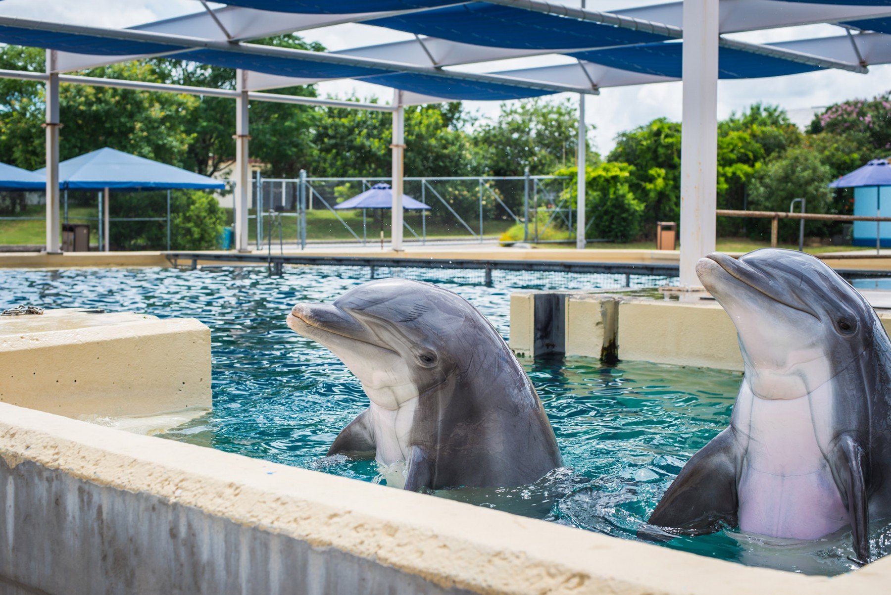 Captive Dolphins Endure Seven Stages of Suffering in their Lives