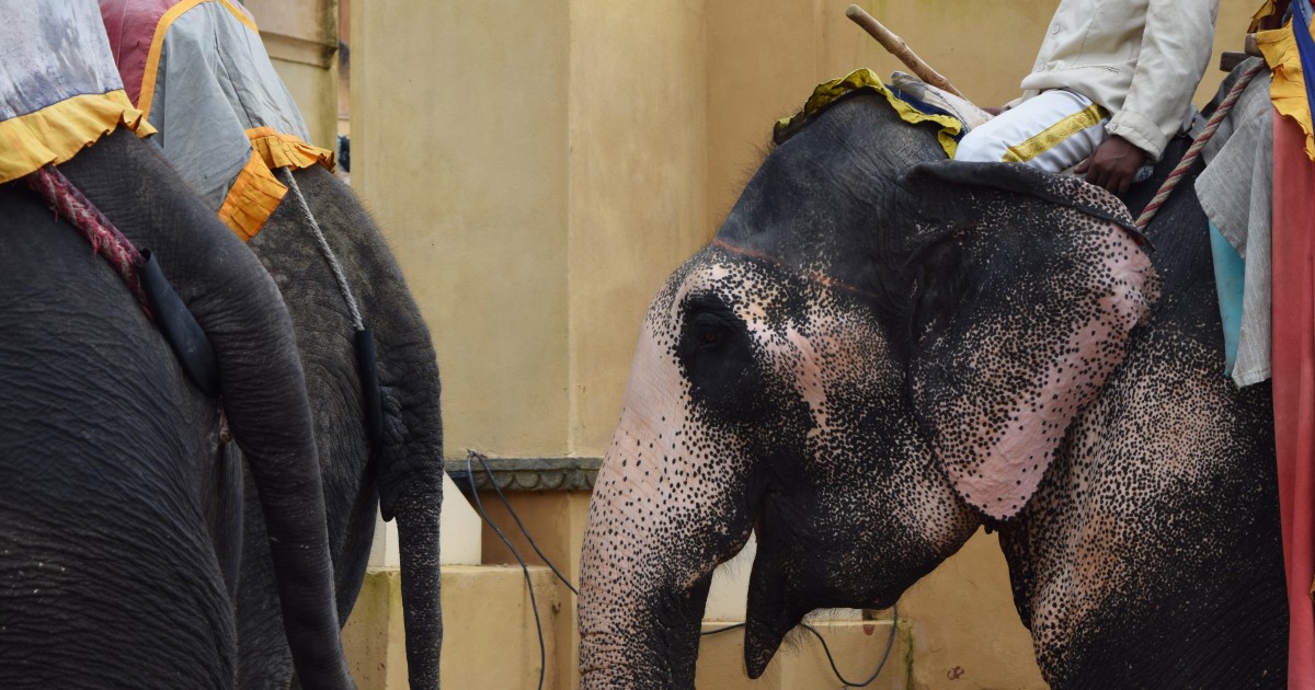 Elephants Never Forget Their Suffering | World Elephant Day
