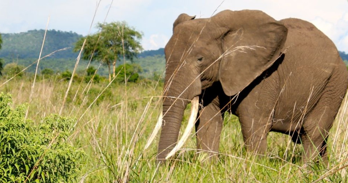 Bonding With Wildlife: Ethical Experiences That Inspire