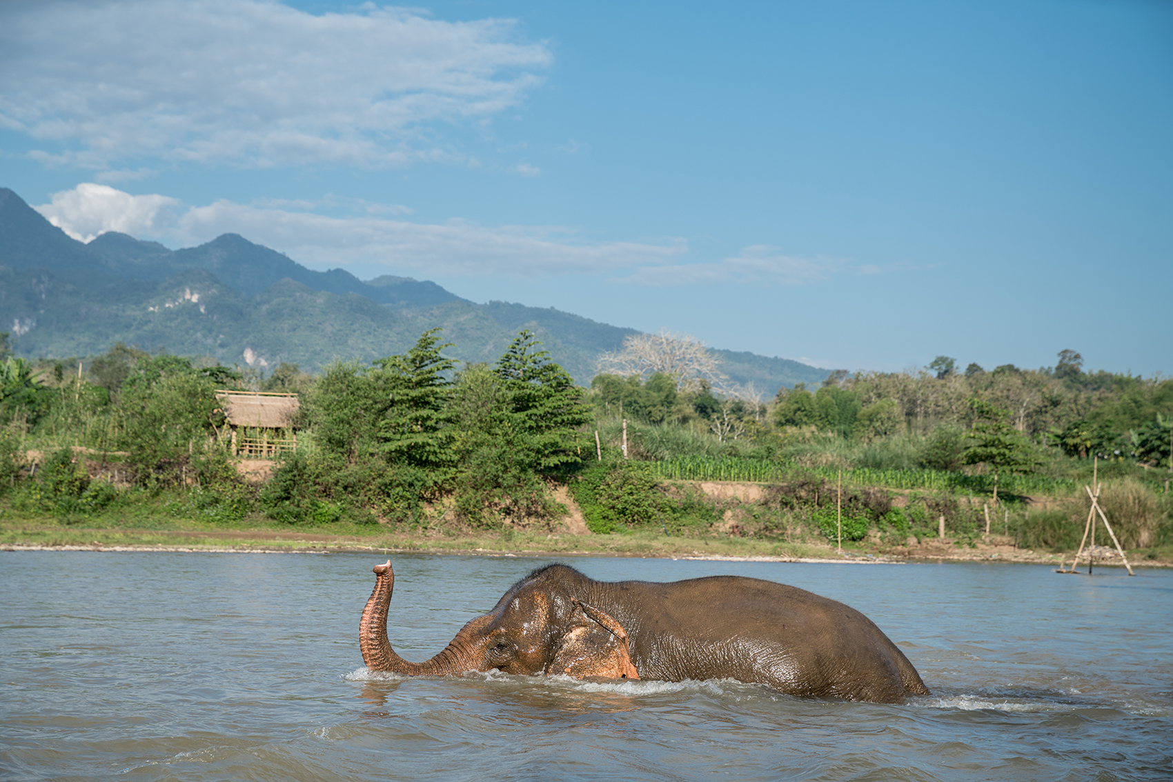 MandaLao Elephant Conservation: a paradise for rescued elephants