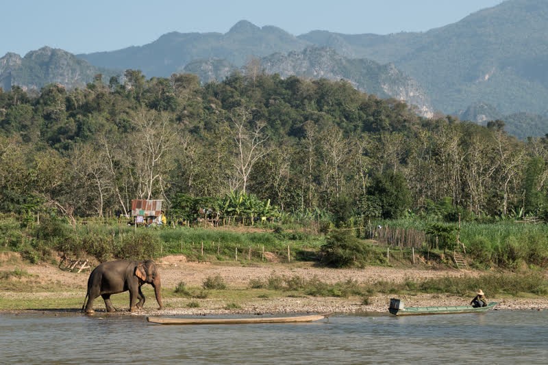 MandaLao Elephant Conservation: a paradise for rescued elephants