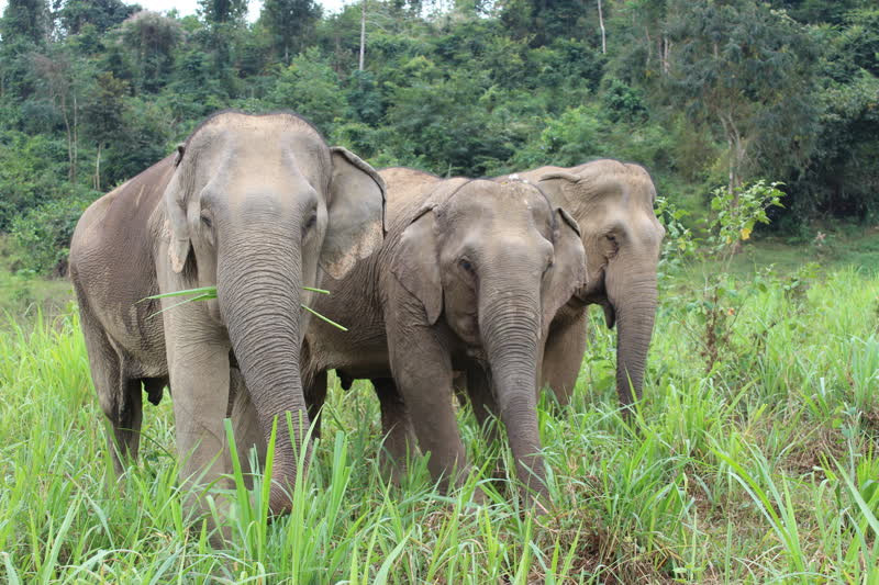 Three Rescued Elephants Have a New Home in Thailand