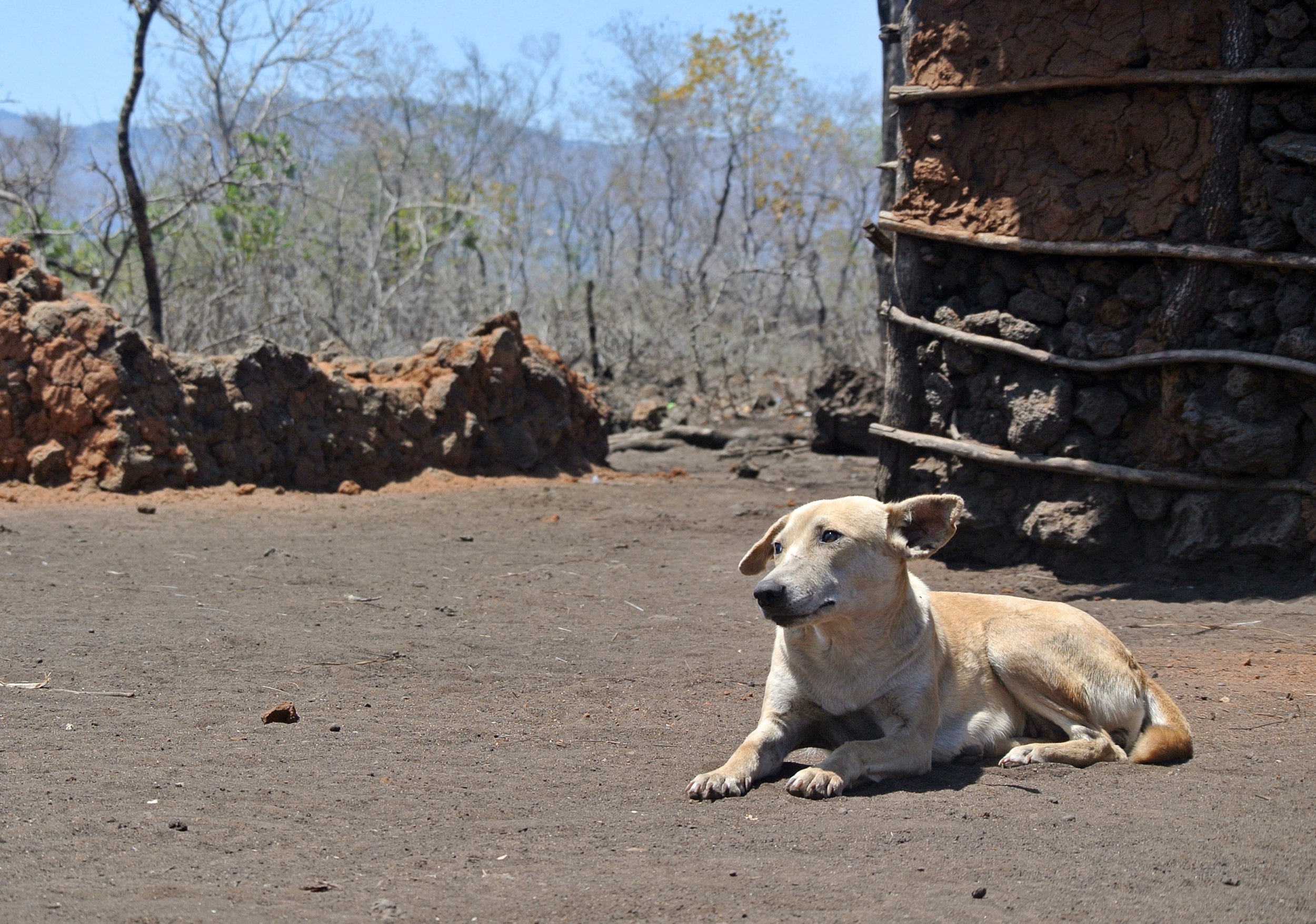 The lives of millions of dogs are set to change for the better