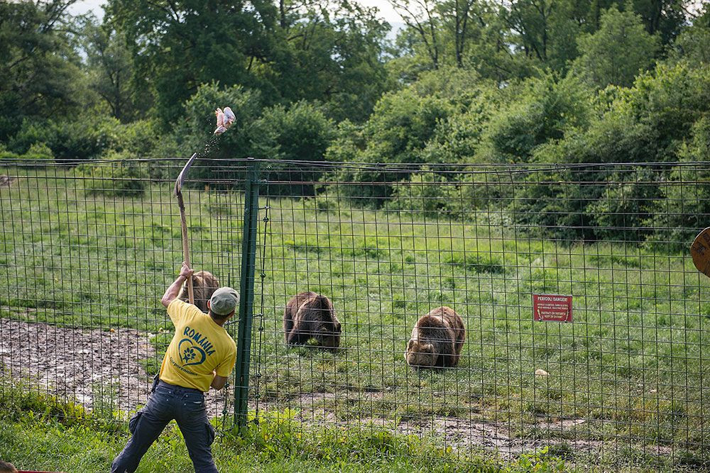 Making meals matter for Romania’s bears