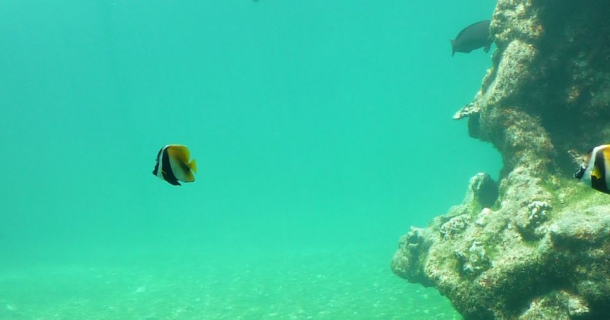 Sea life sentience: what do fish really feel?