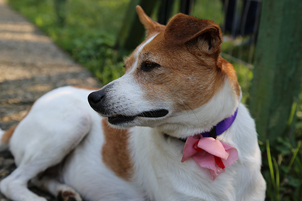 Meet the rescue dogs of Rio