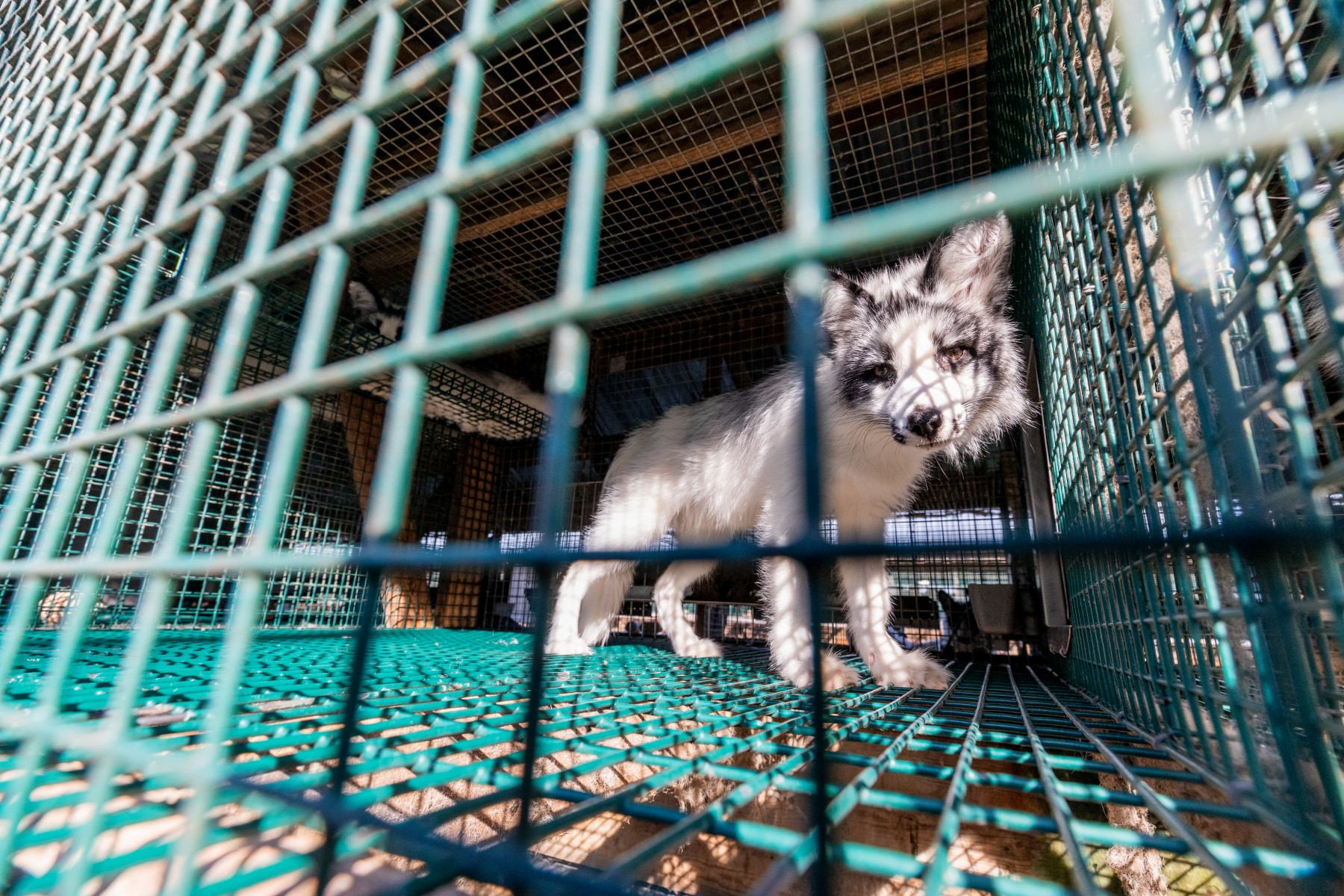 California Is Fur Free as of 2023!