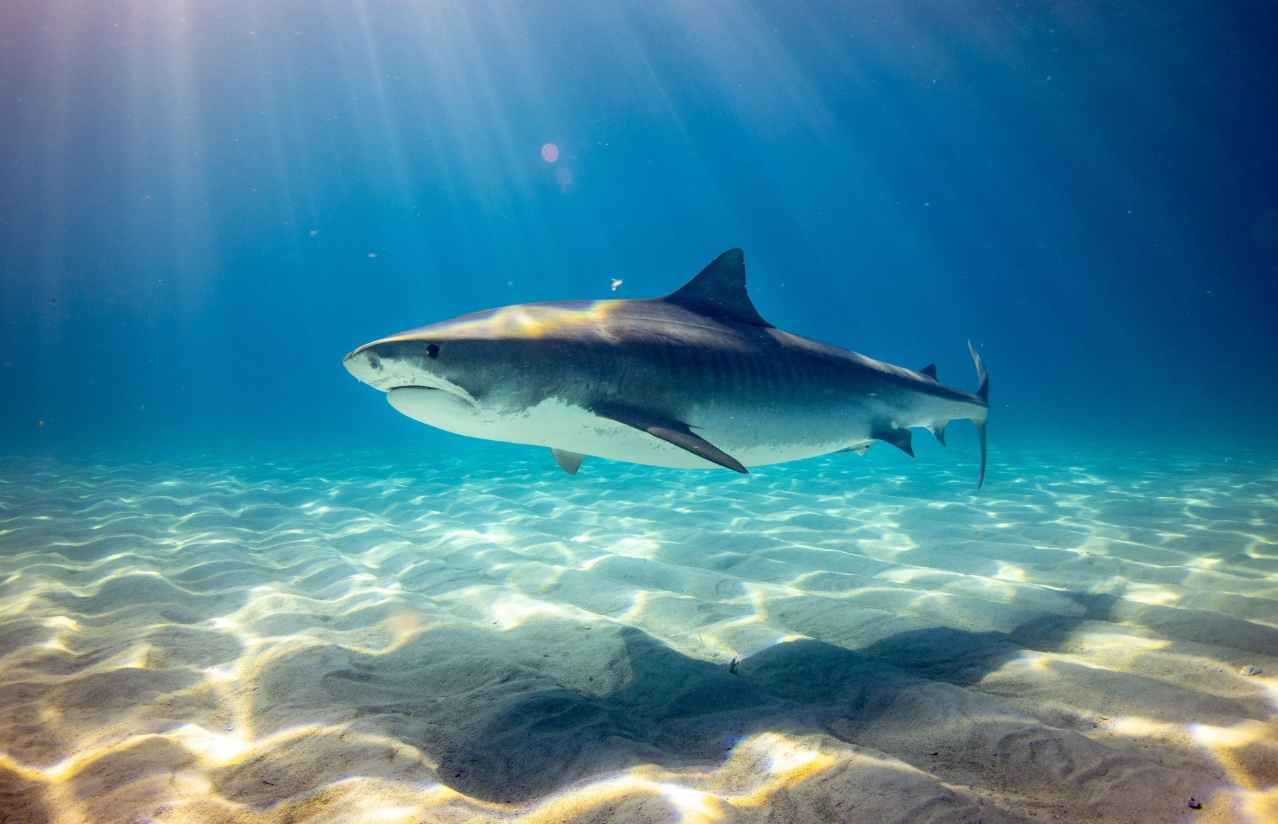 5 Animal-Inspired Inventions
