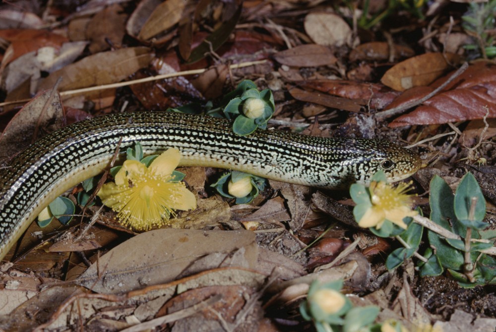 Six Wild Facts About Lizards