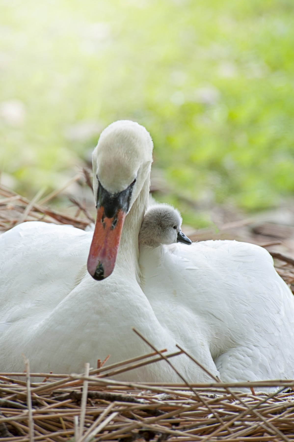 10 Photos of Animals Hugging That Will Make You Smile