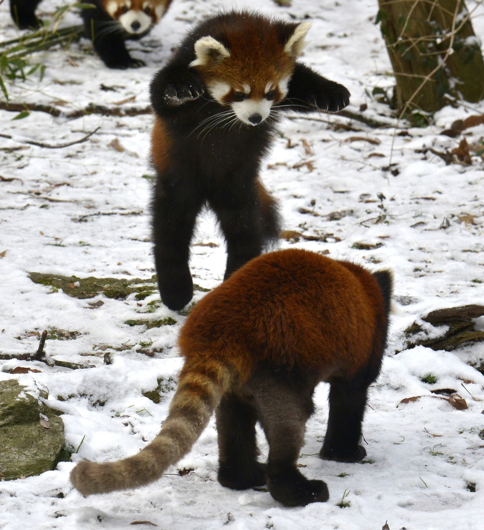 7 Facts to Make You Fall in Love with Red Pandas
