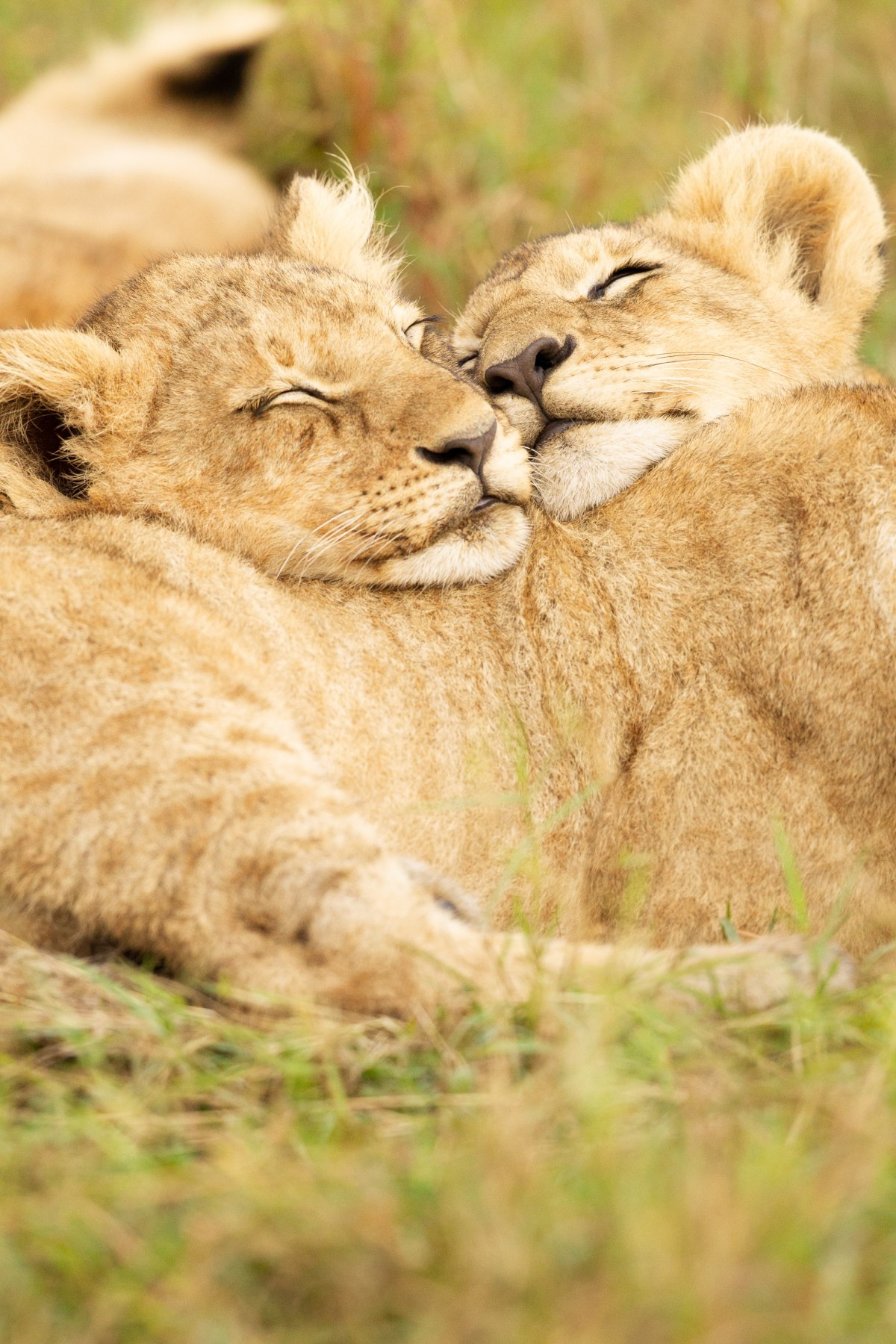 10 Photos of Animals Hugging That Will Make You Smile