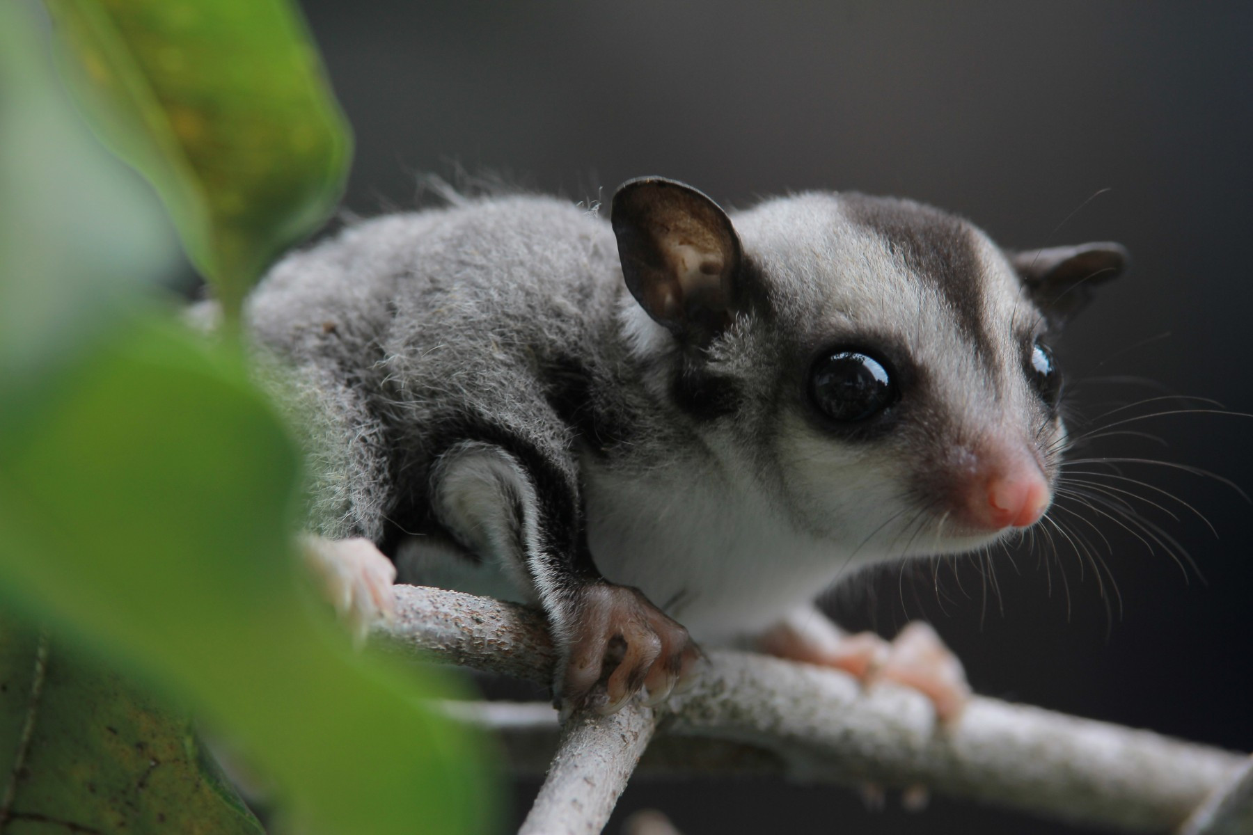 Four Actions to Protect Wild Animals on National Wildlife Day