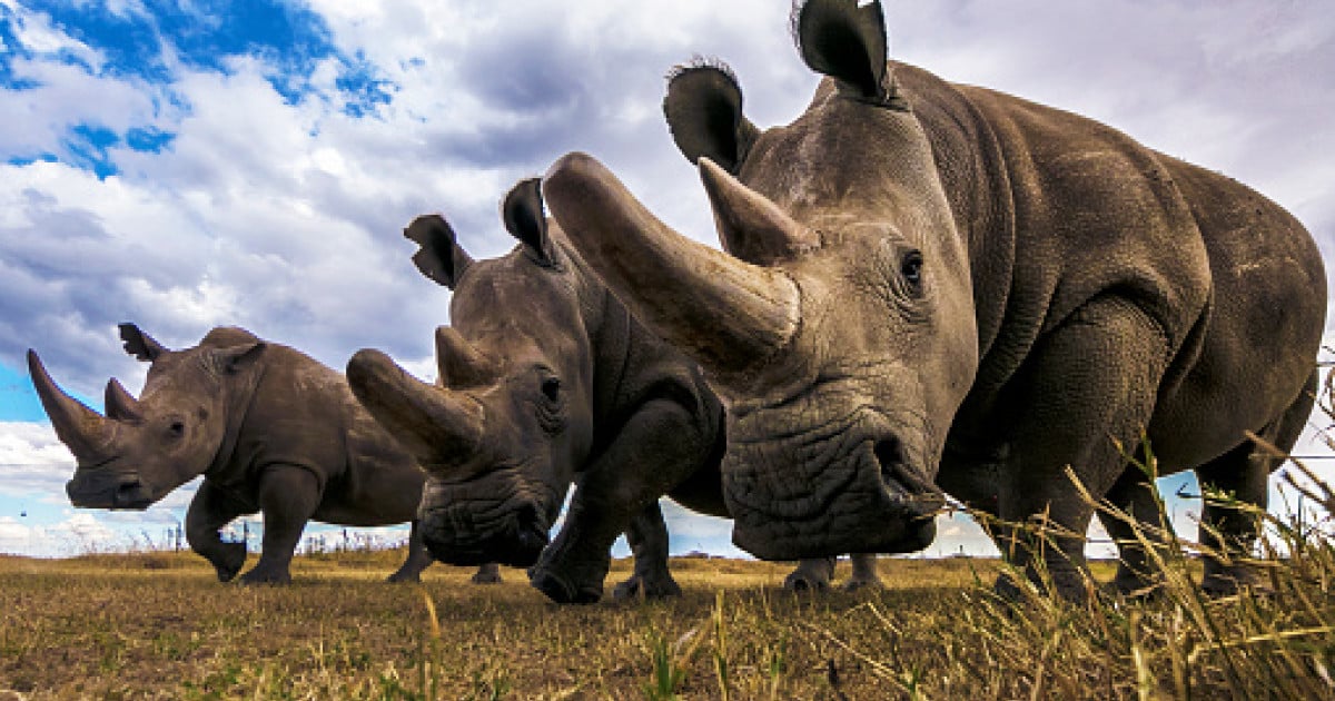 5 Things You Might Not Know About the Rhinoceros