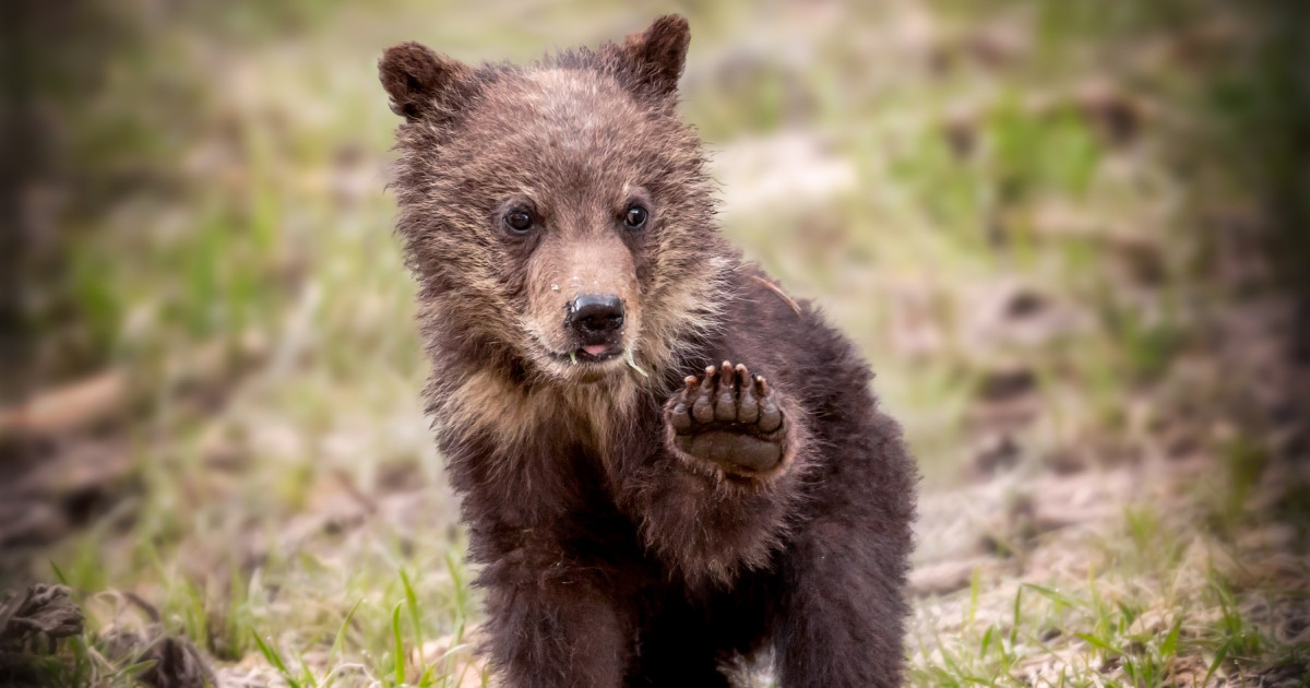 8 Trophy Hunting Facts That Will Make You Scream