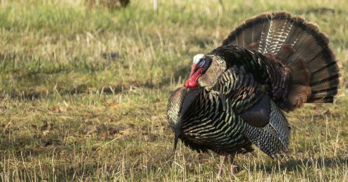 10 Facts About Turkeys: Amazing Things You Never Knew