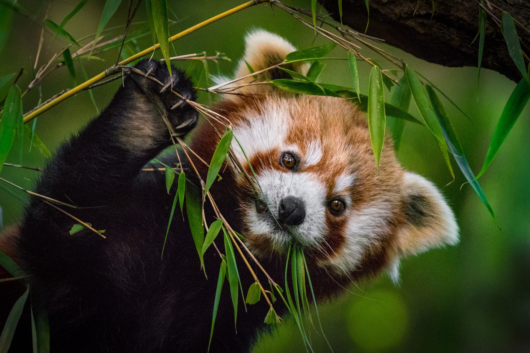 7 Facts to Make You Fall in Love with Red Pandas