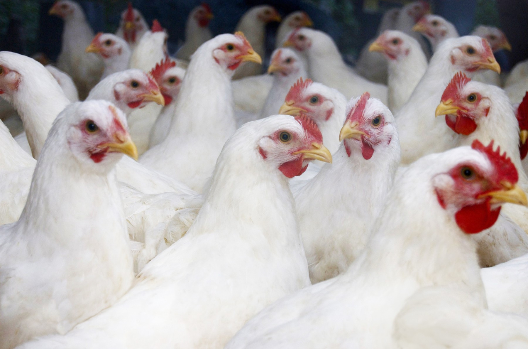 9 Reasons to Starting Eating Less Chicken
