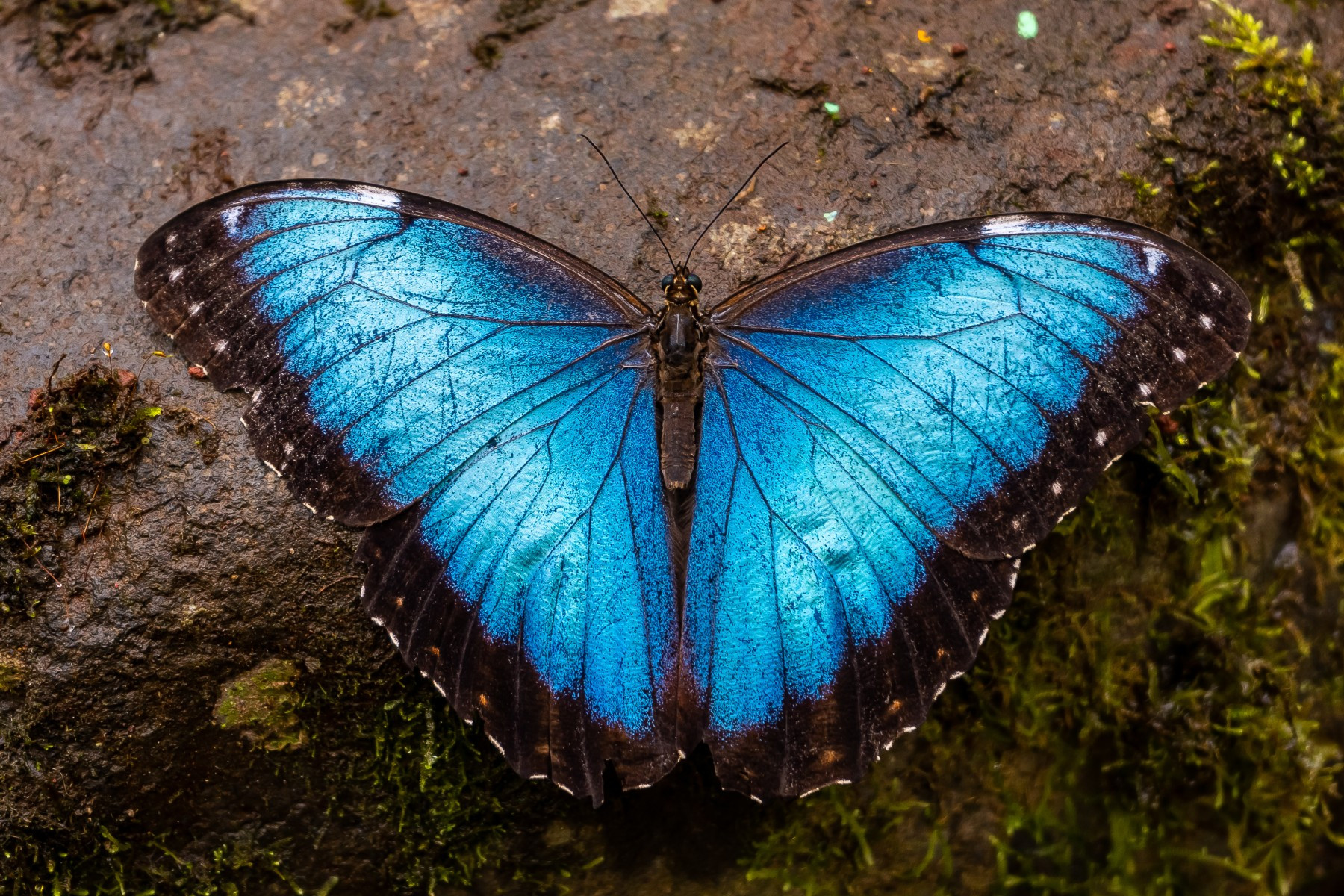 9 Fascinating Facts About Butterflies