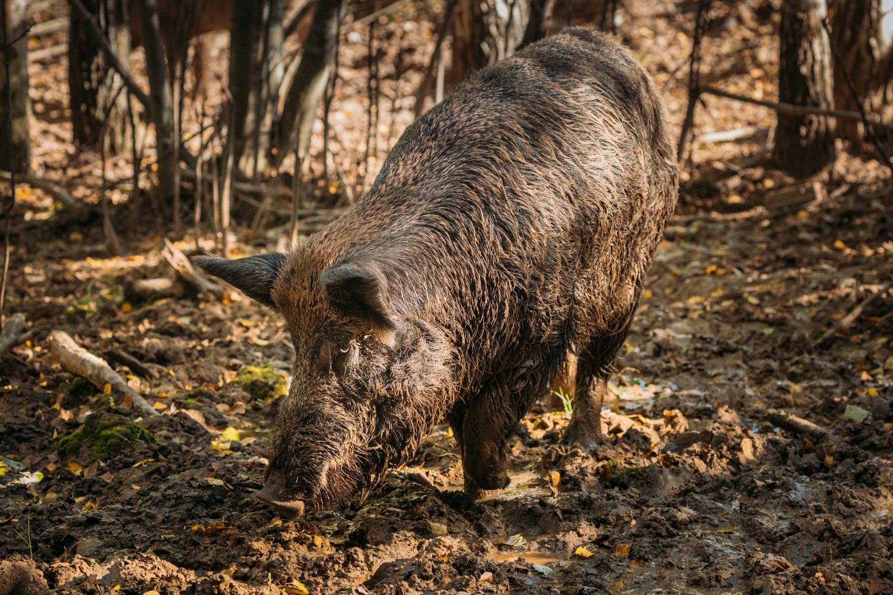 Here’s Where Pigs Live Around the World