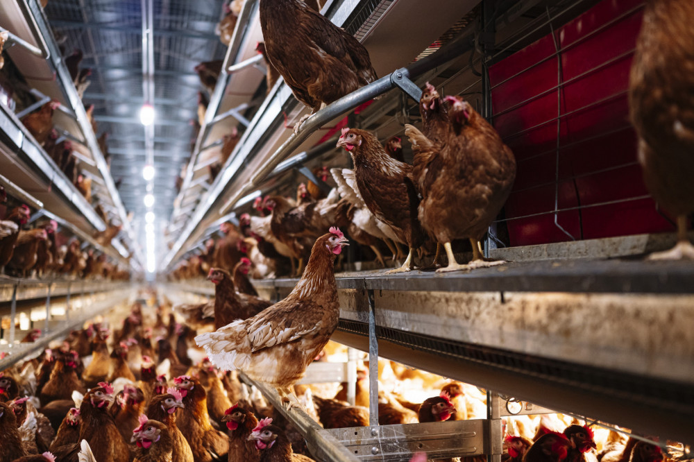 What’s the Difference Between “Cage-Free” and “Free Range” Eggs?