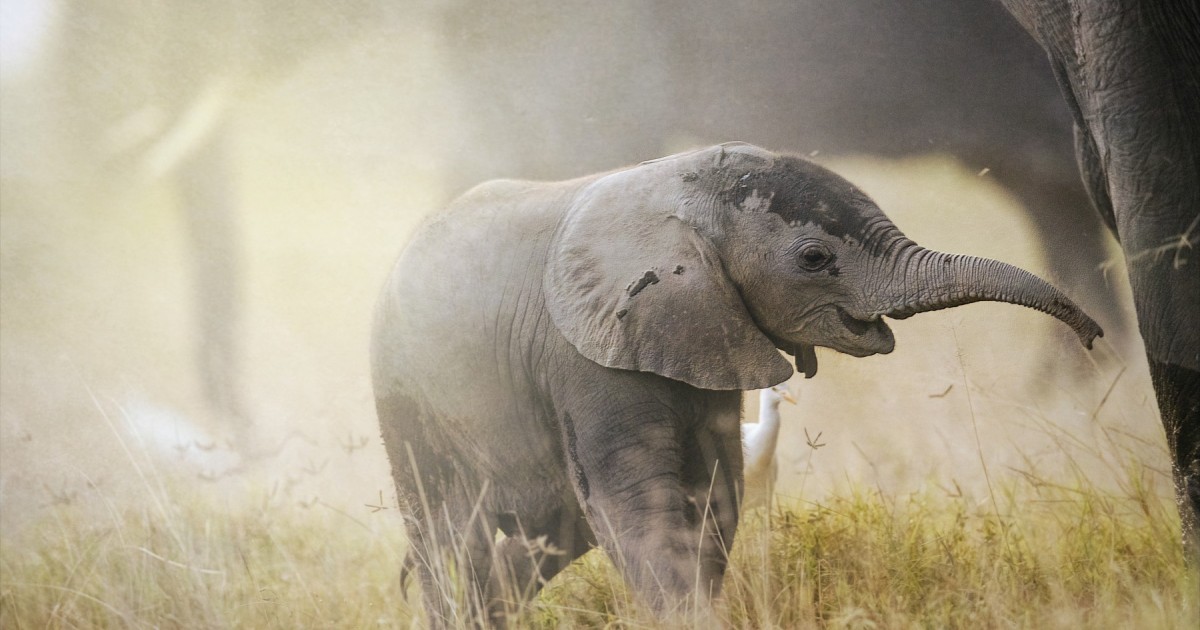 5 Reasons We’re Enthusiastic About Elephants