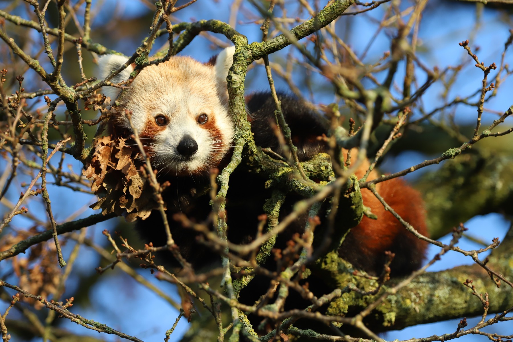 7 Facts to Make You Fall in Love with Red Pandas
