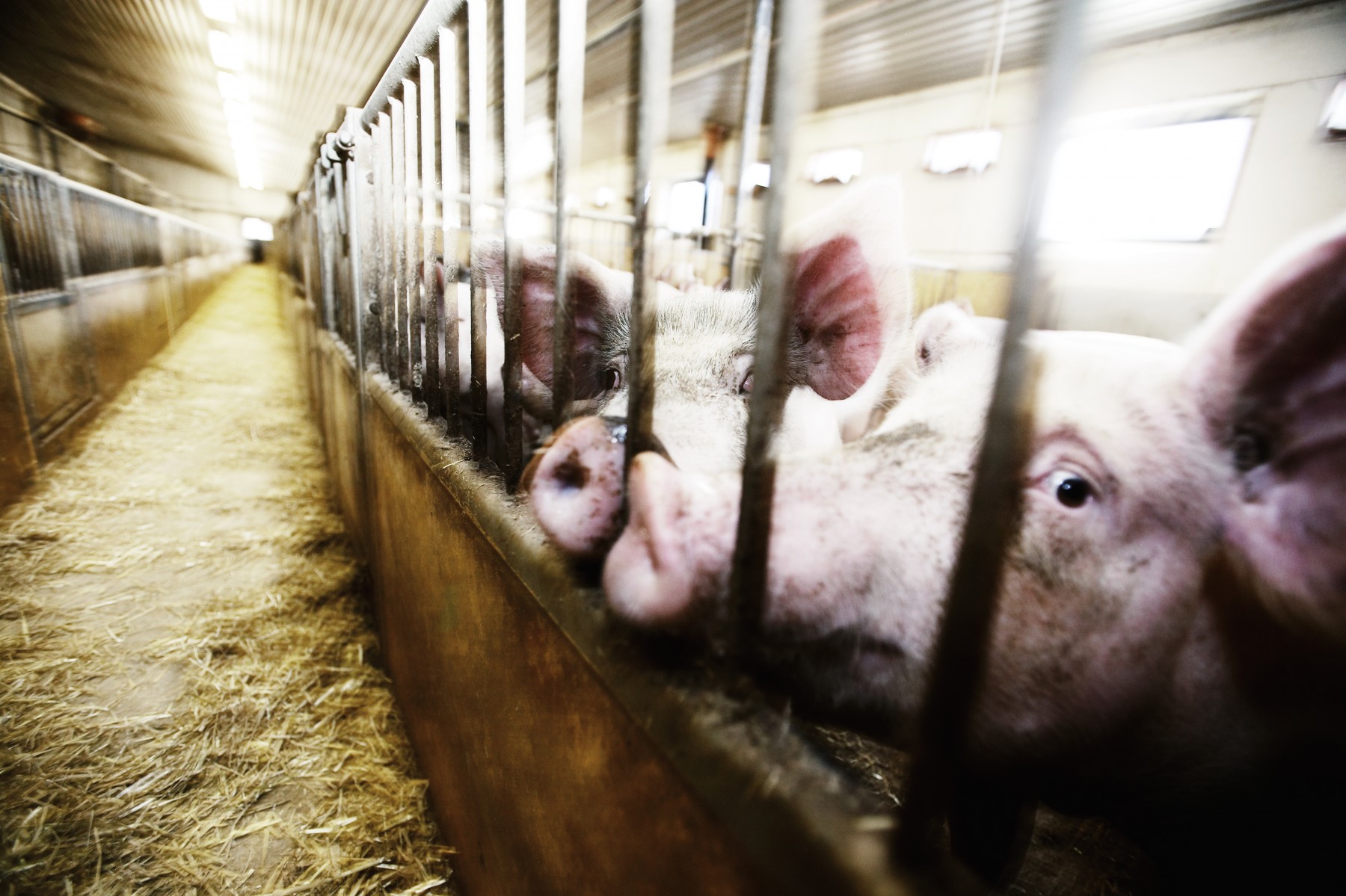 The Real “American Horror Story” – Factory Farms
