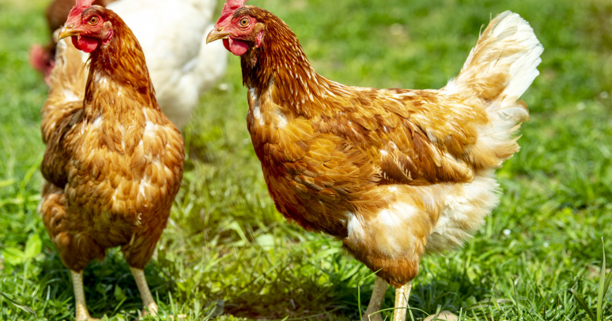 What Is Animal Sentience?