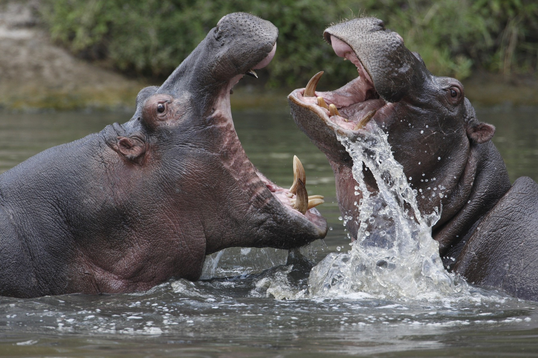 10 Interesting Facts to Know About Hippos