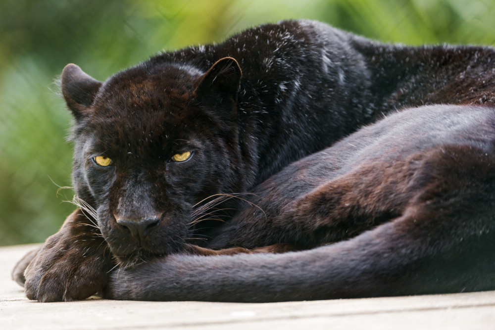 Spotlight on Panthers: 5 Incredible Facts You Might Not Know