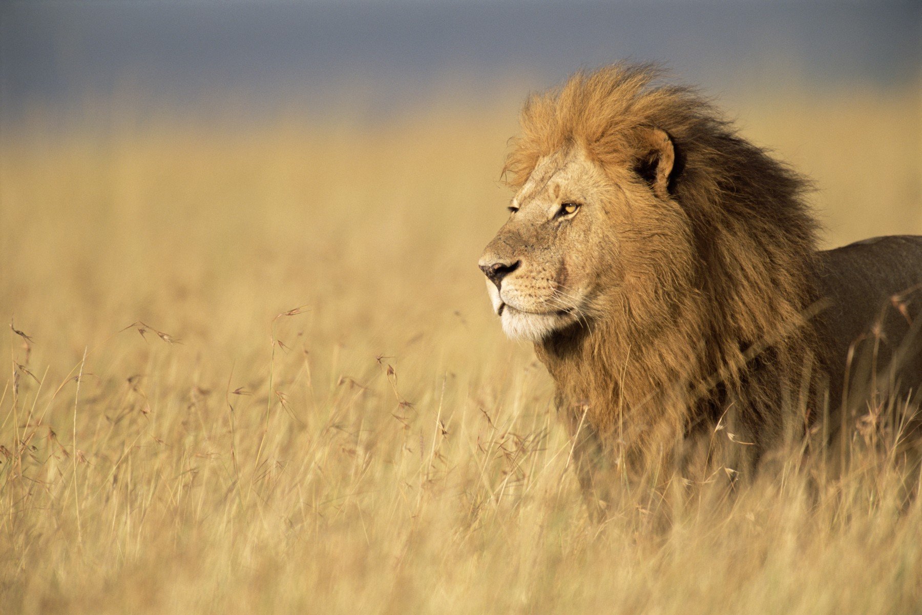 What Is Anthrozoology?