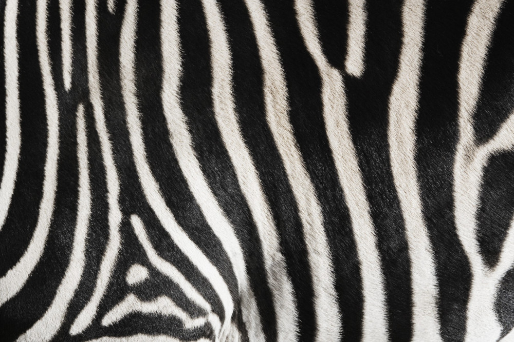 5 Fascinating Facts About Zebras