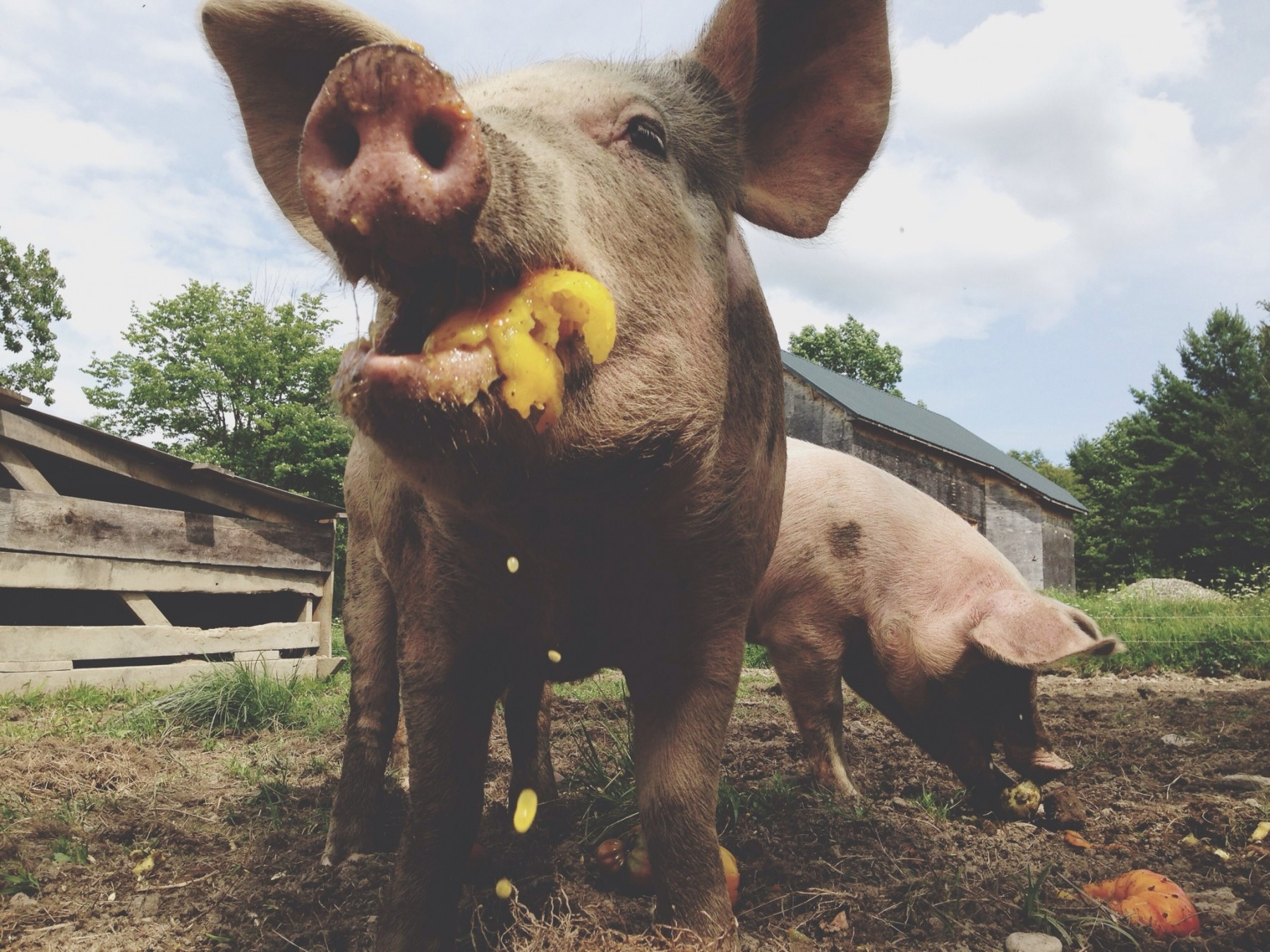 What Do Pigs Eat? | [site:name]